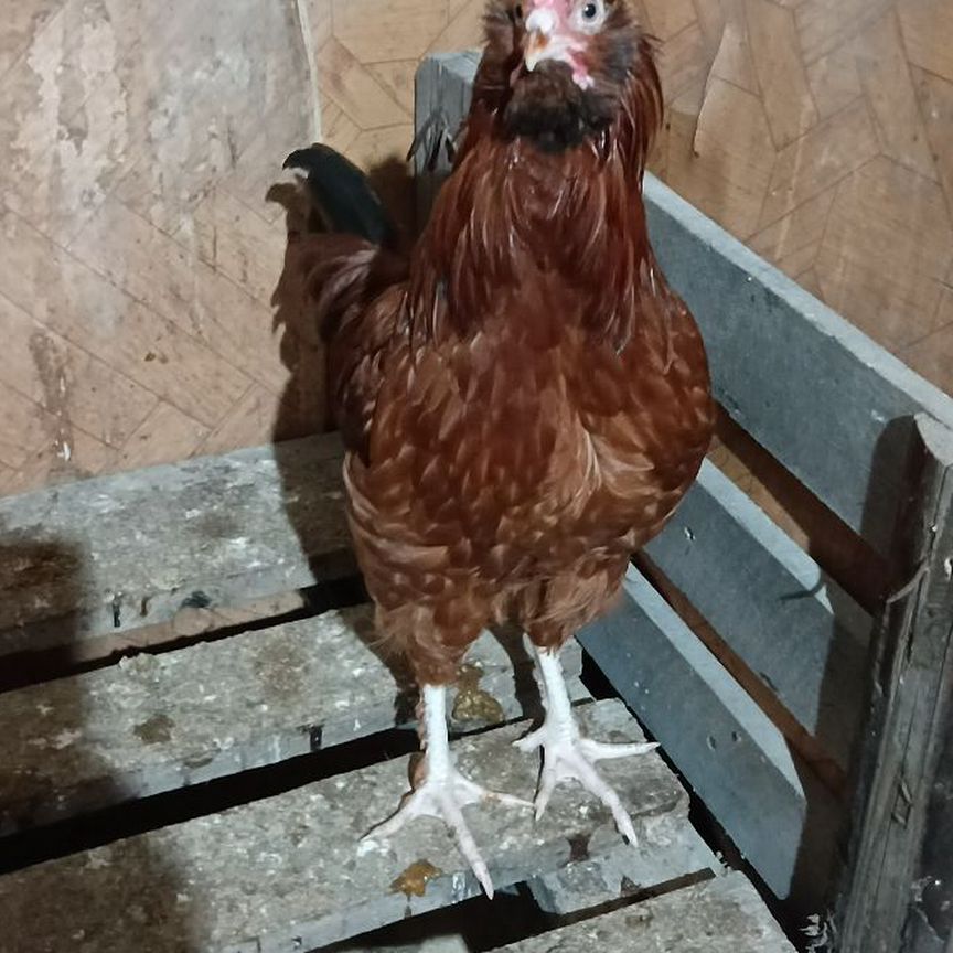 Продам петухов