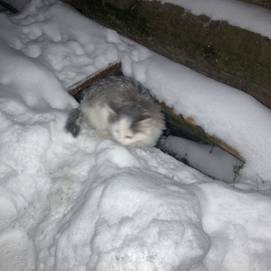 Котенок мерзнет