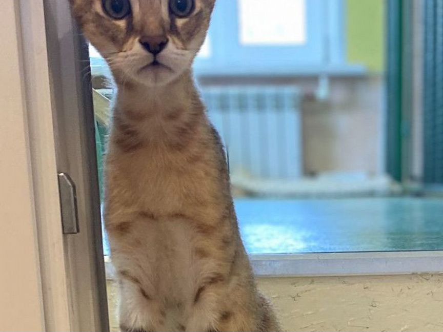 Котята чаузи ф1