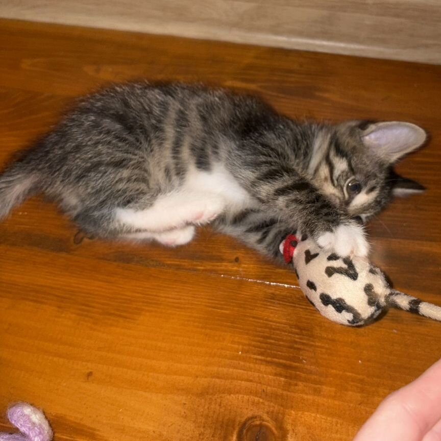 Котёнок в добрые руки