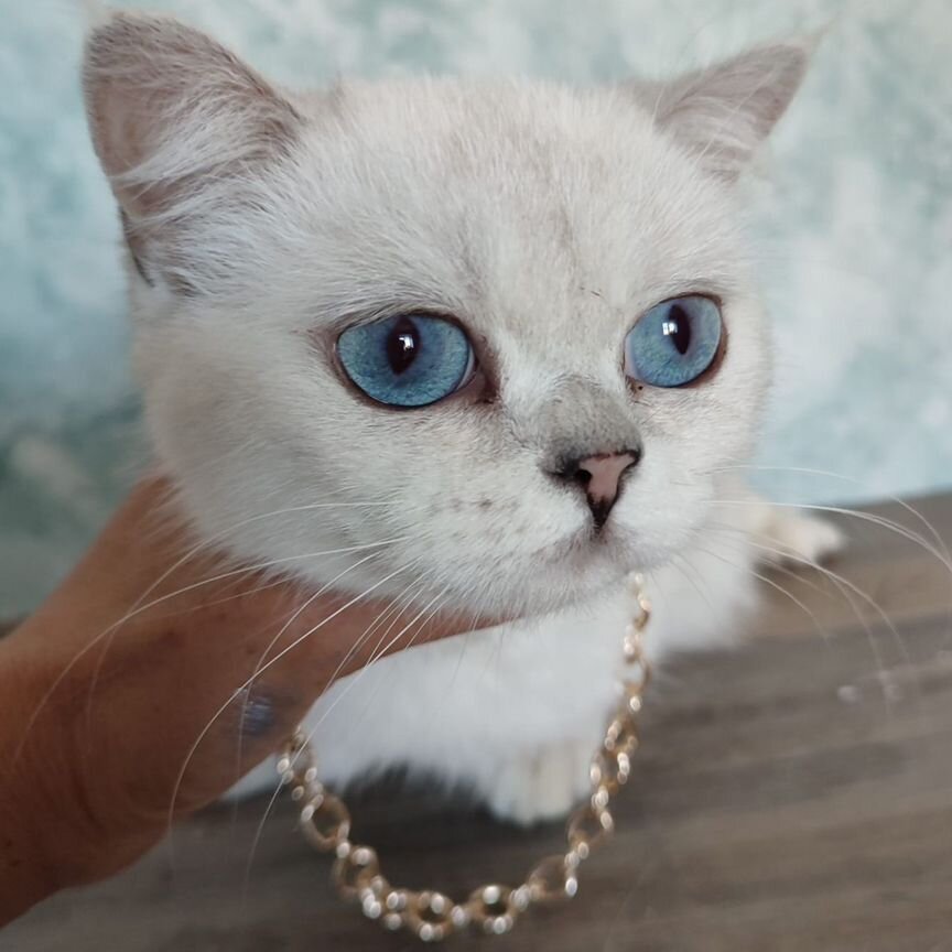 Шотландская шиншилла