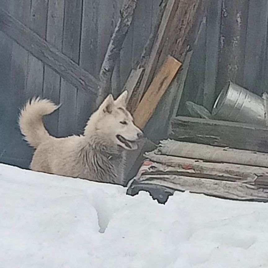 Взрослая собака в добрые руки