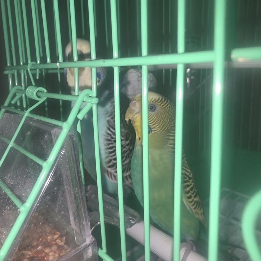 Волнистые попугаи парочка