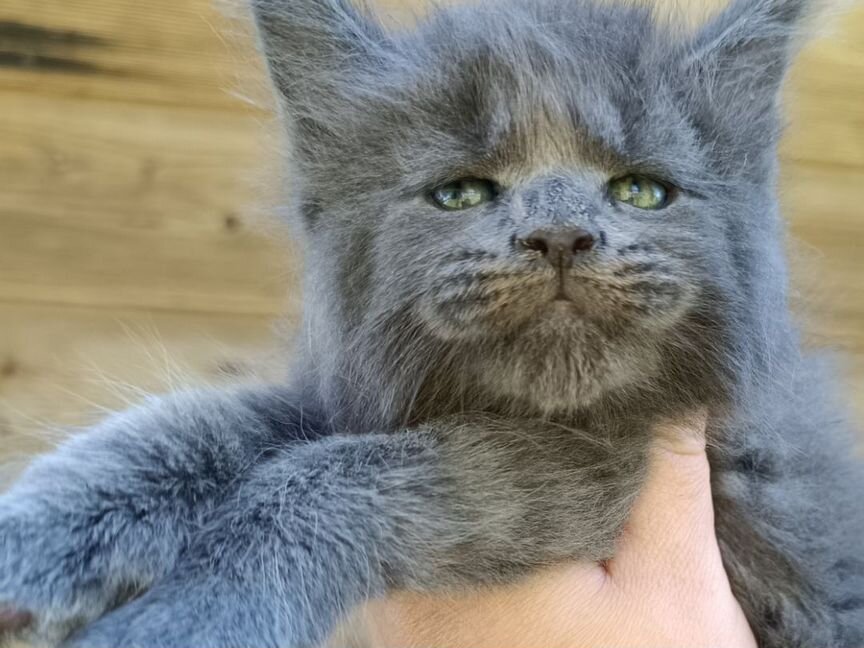 Мейн-кун голубой солид мальчик