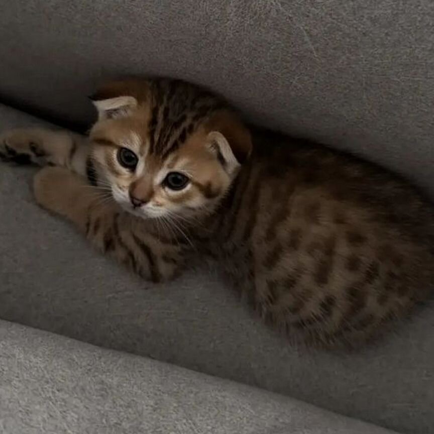 Британский короткошёрстный котёнок