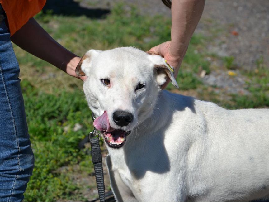 Каспер ищет дом