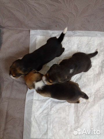 Щенки бигль