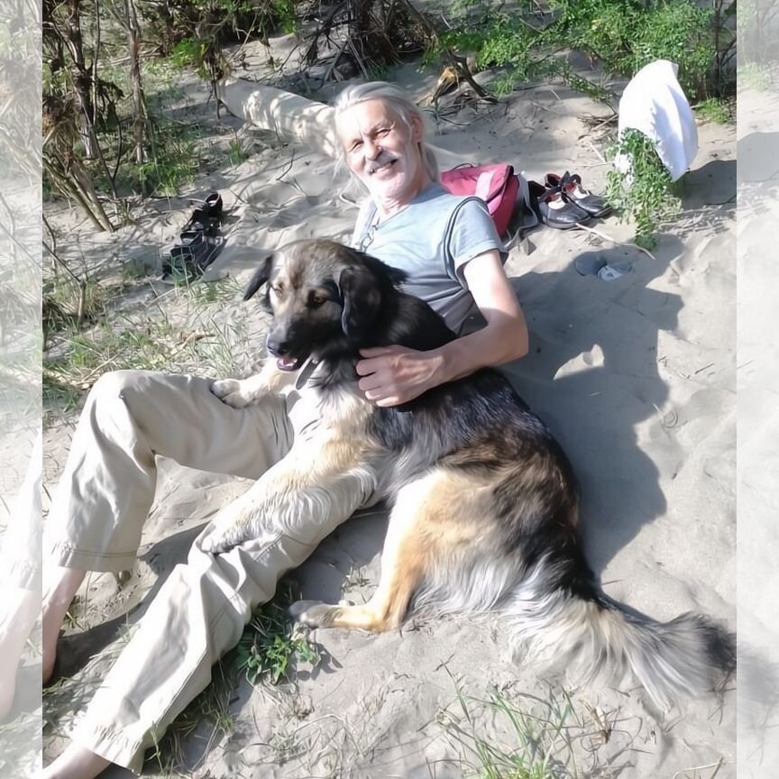 Взрослый пёс в добрые руки