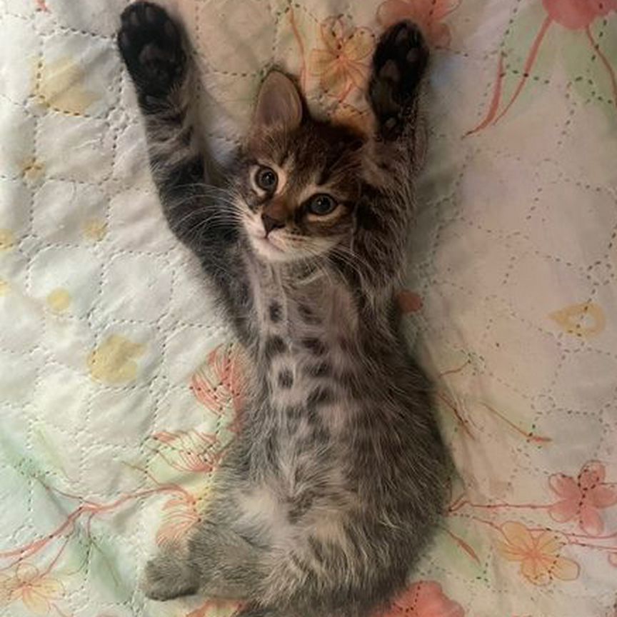 Солнышко котенок