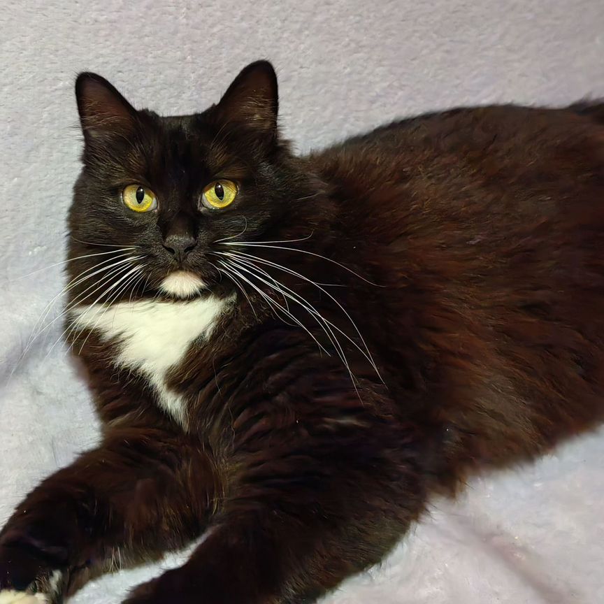 Роскошная кошь в дар