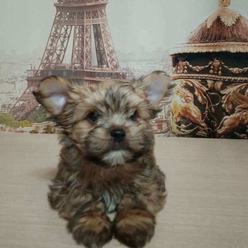 Весёлый позитивчик