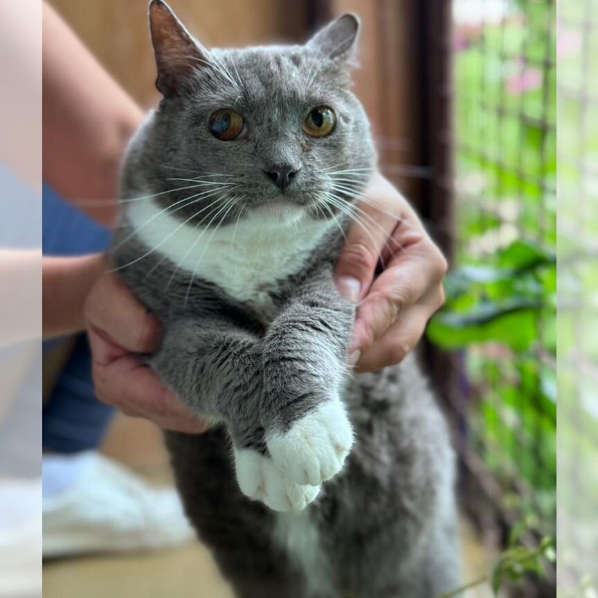 Бывшедомашнему котику Пирату нужен дом