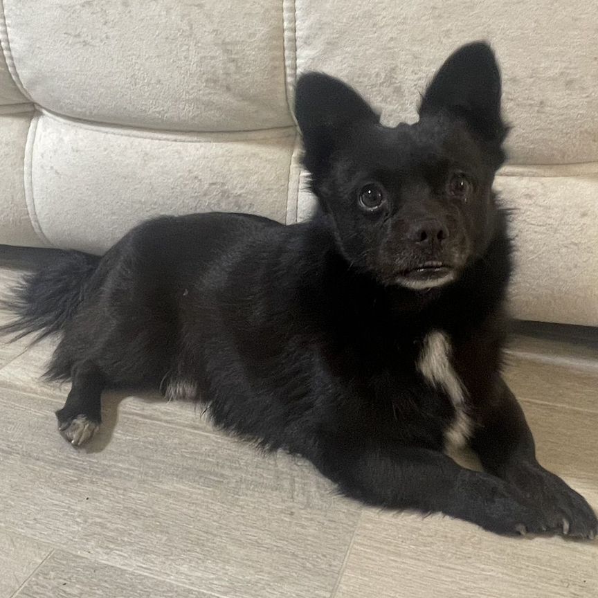 Малыш ищет нового хозяина