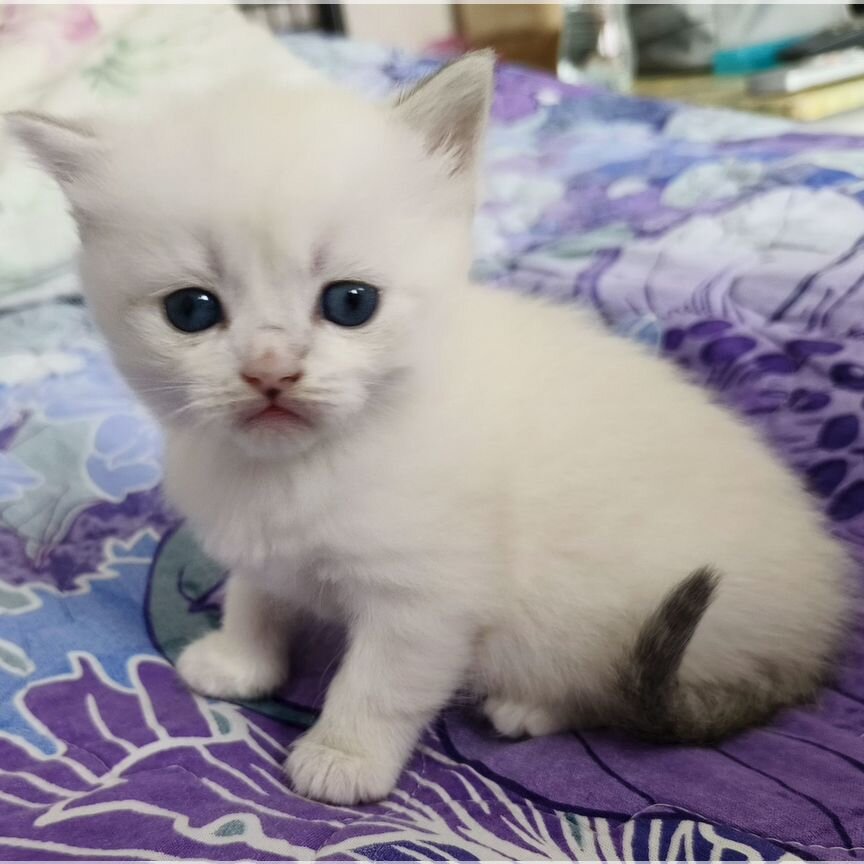 Шотландский вислоухий короткошёрстный котёнок