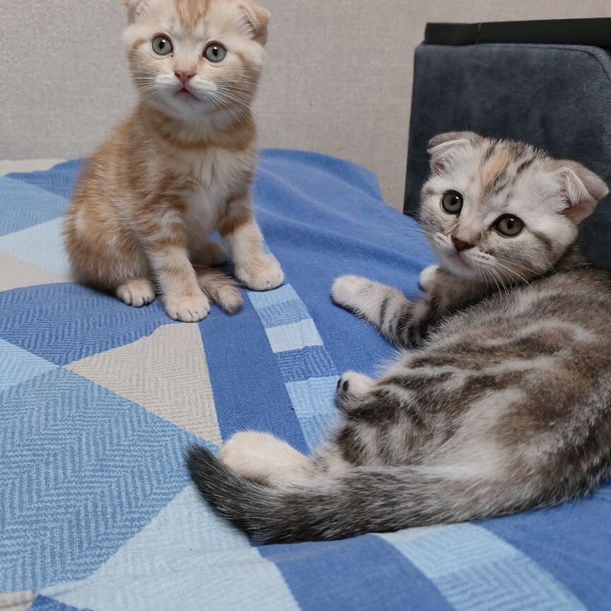 Шотландские вислоухие котята