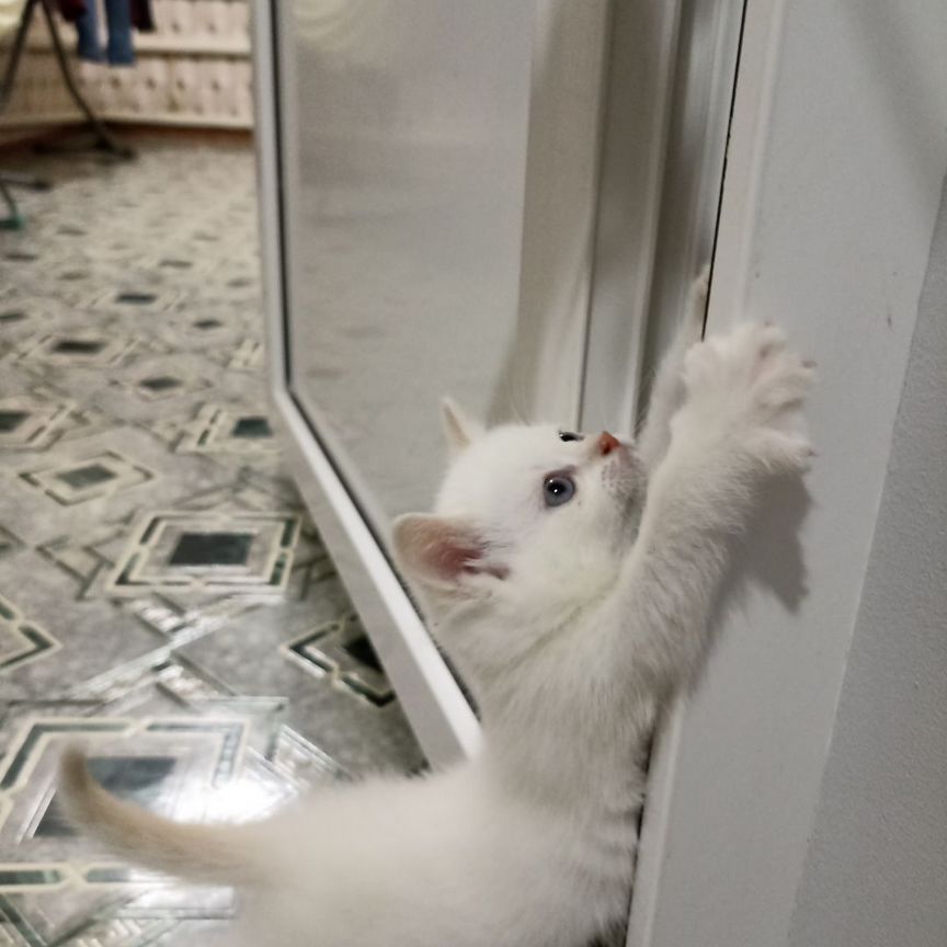 Котята в добрые руки бесплатно