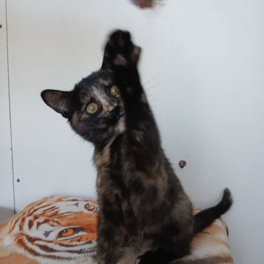 В добрые руки