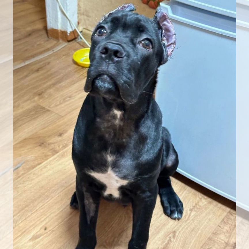 Щенок кане корсо