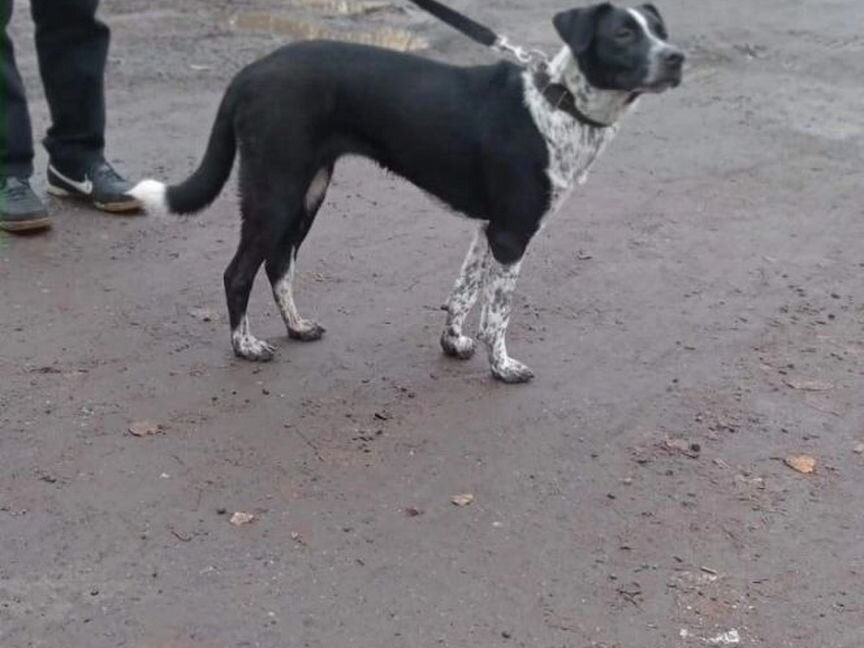 Собака Баста в хорошую семью бесплатно