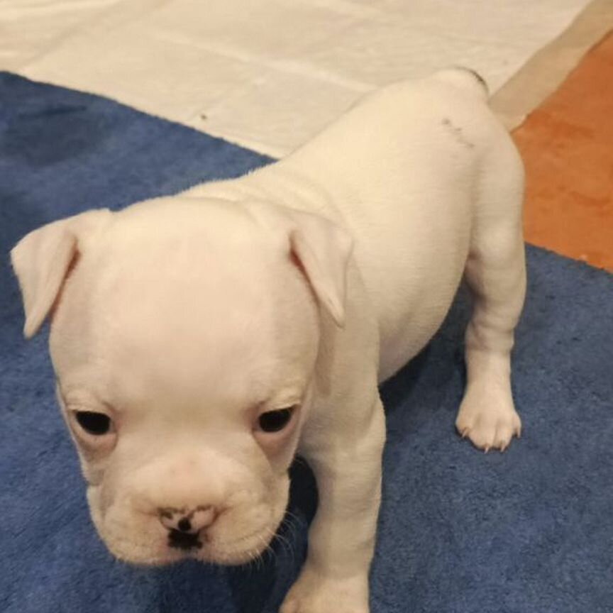 Французский бульдог