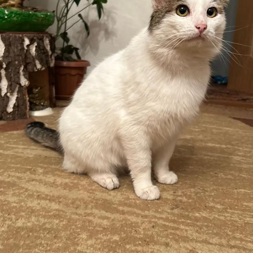 Очень ласковый кот