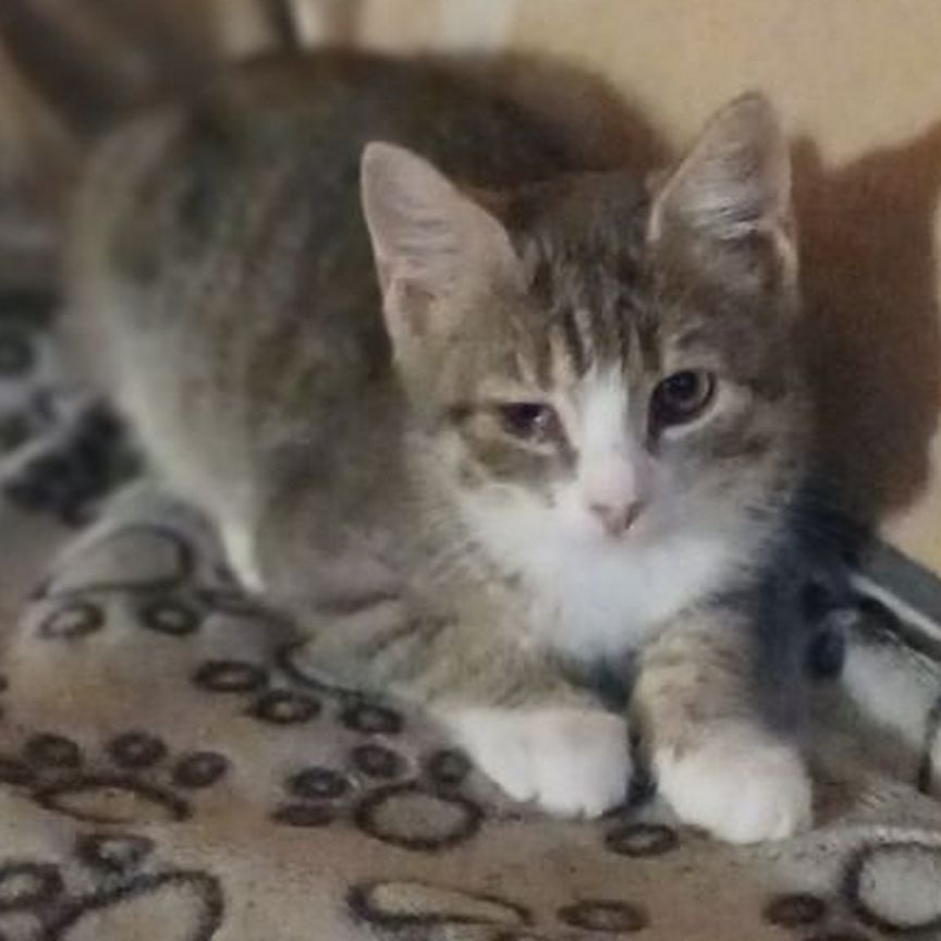 Европейский короткошёрстный котёнок
