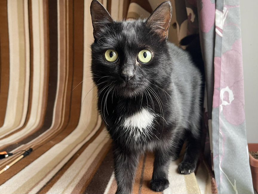 Котенк Фо-бо черный в дар