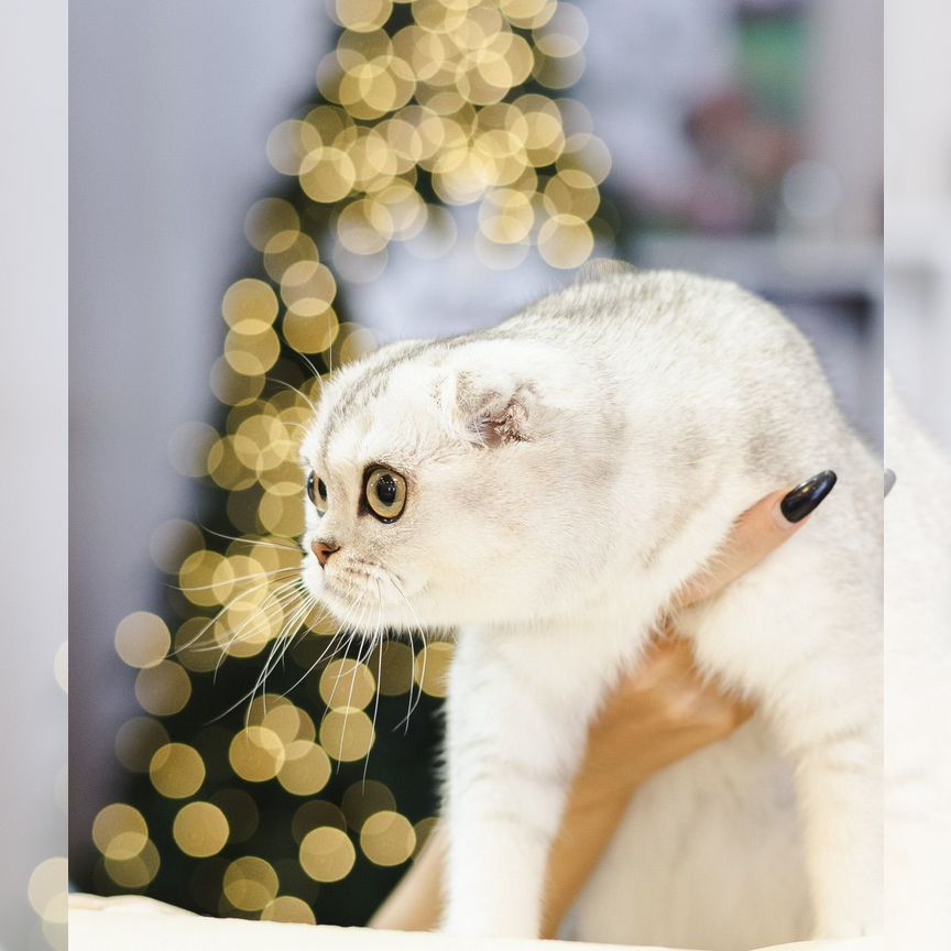 Шотландская вислоухая короткошёрстная, взрослая кошка