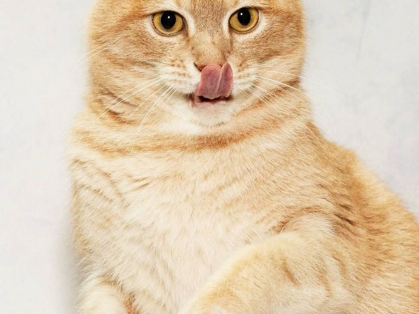 Котик Рома