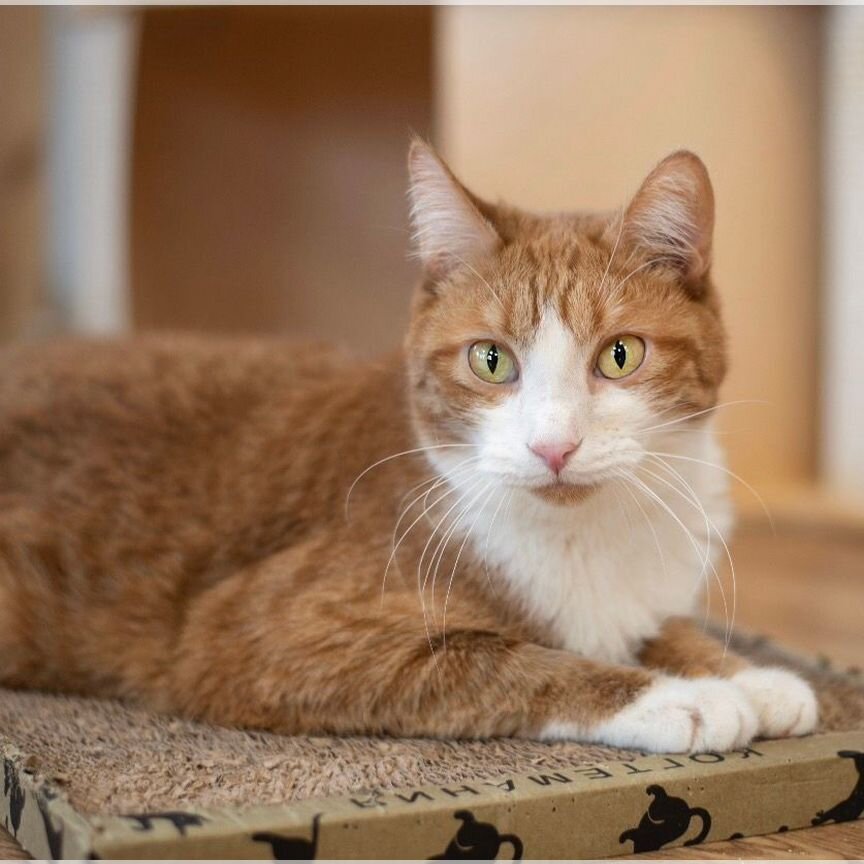 Взрослый кот в добрые руки