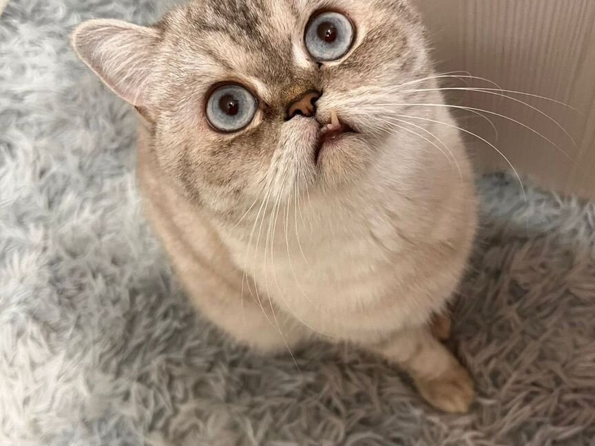 Британская кошка