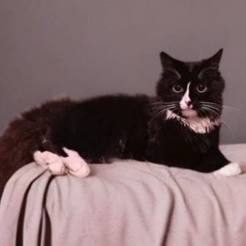 Плюшевый Феликс