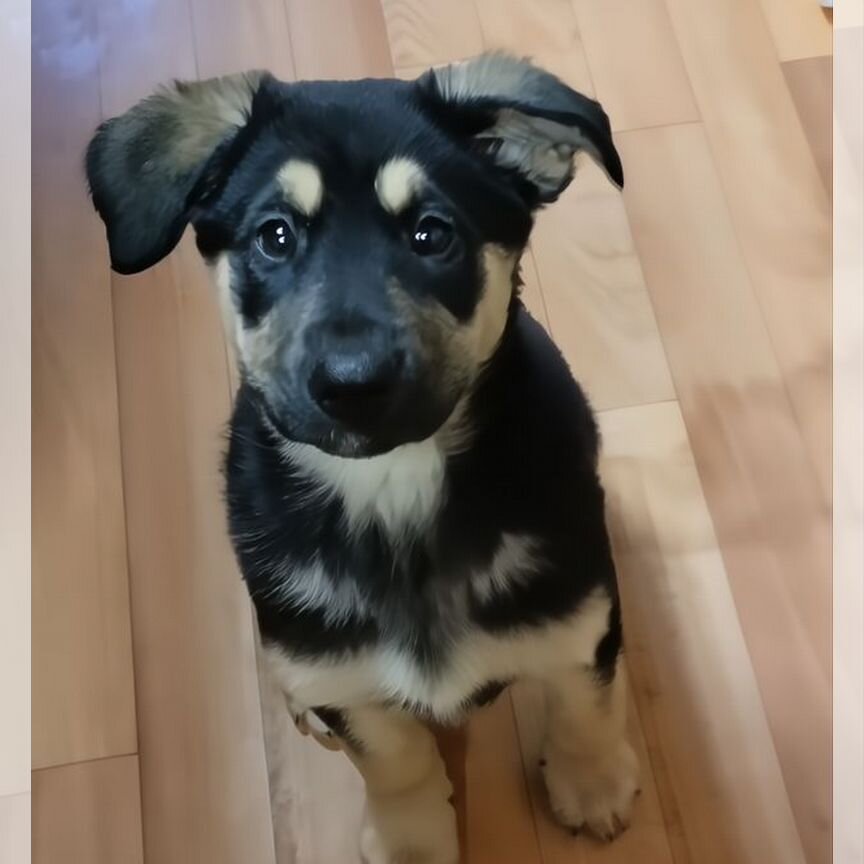 Щенок в добрые руки