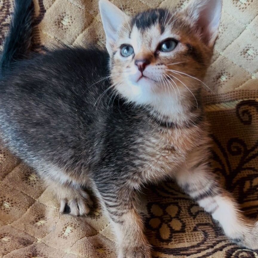 Абиссинский котенок дикий окрас