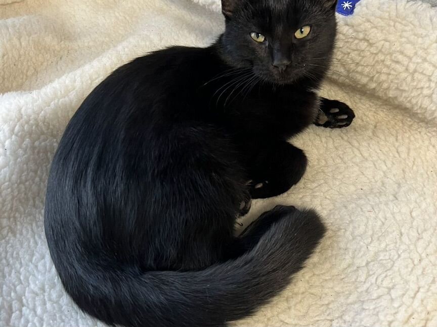 Котята два брата на улице