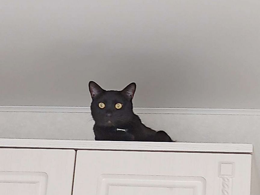 Отдам кота в добрые руки