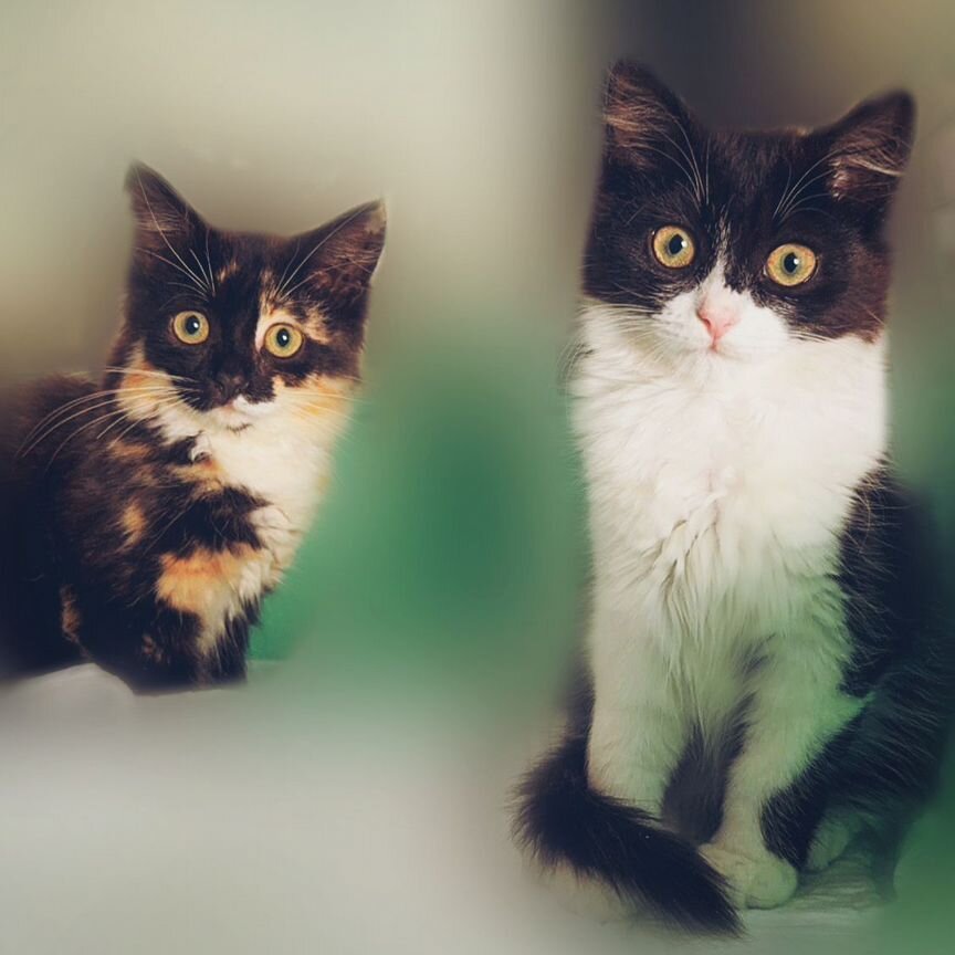 Кошка