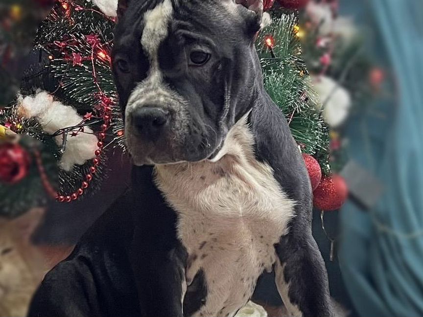 Девочка американский булли