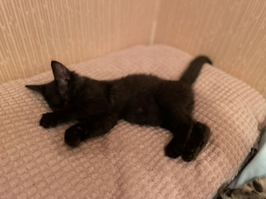 Котенок- медвежонок в добрые руки