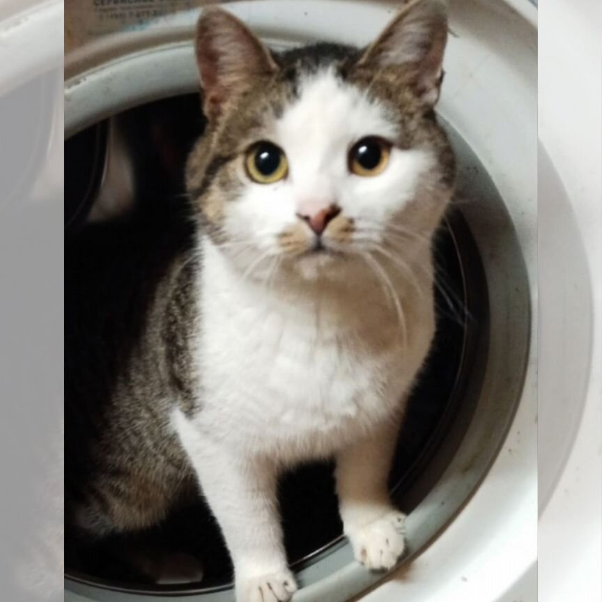 Взрослый кот в добрые руки