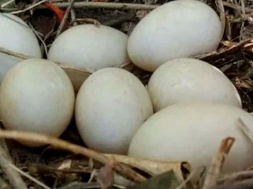 Инкубационное яйцо индоутки
