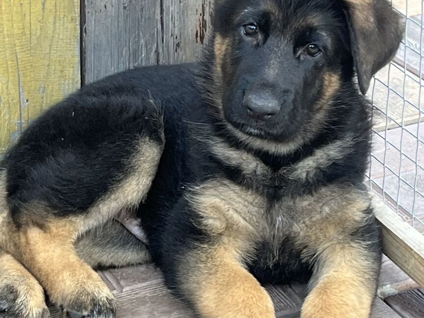 Щенок немецкой овчарки