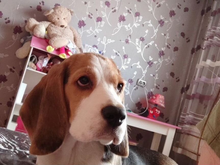 Продам щенка бигля