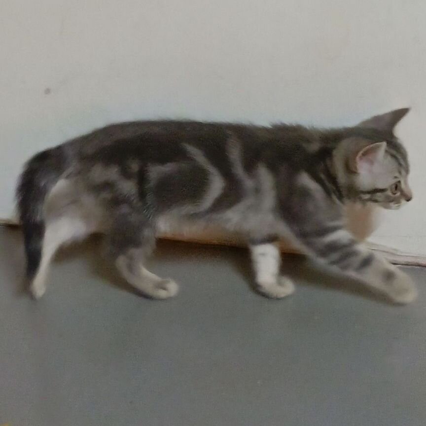 Шотландские прямоухие котята