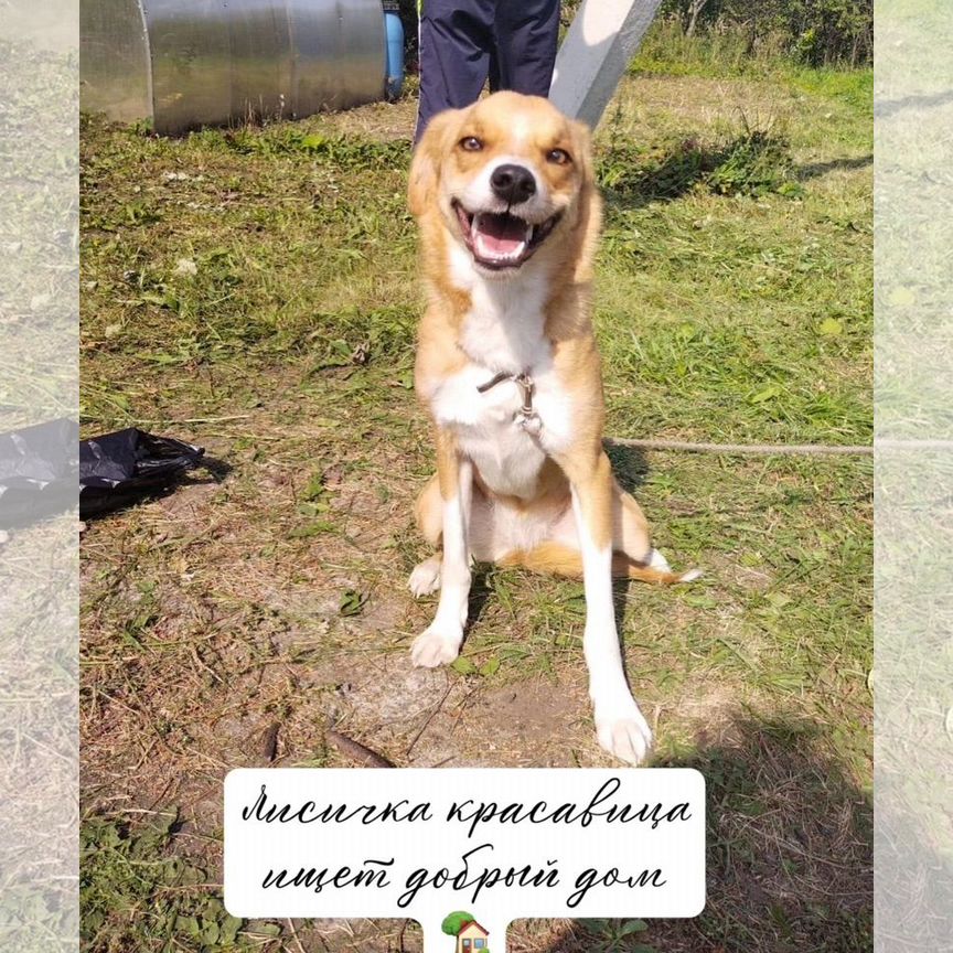 Молодая собака компаньон ищет дом