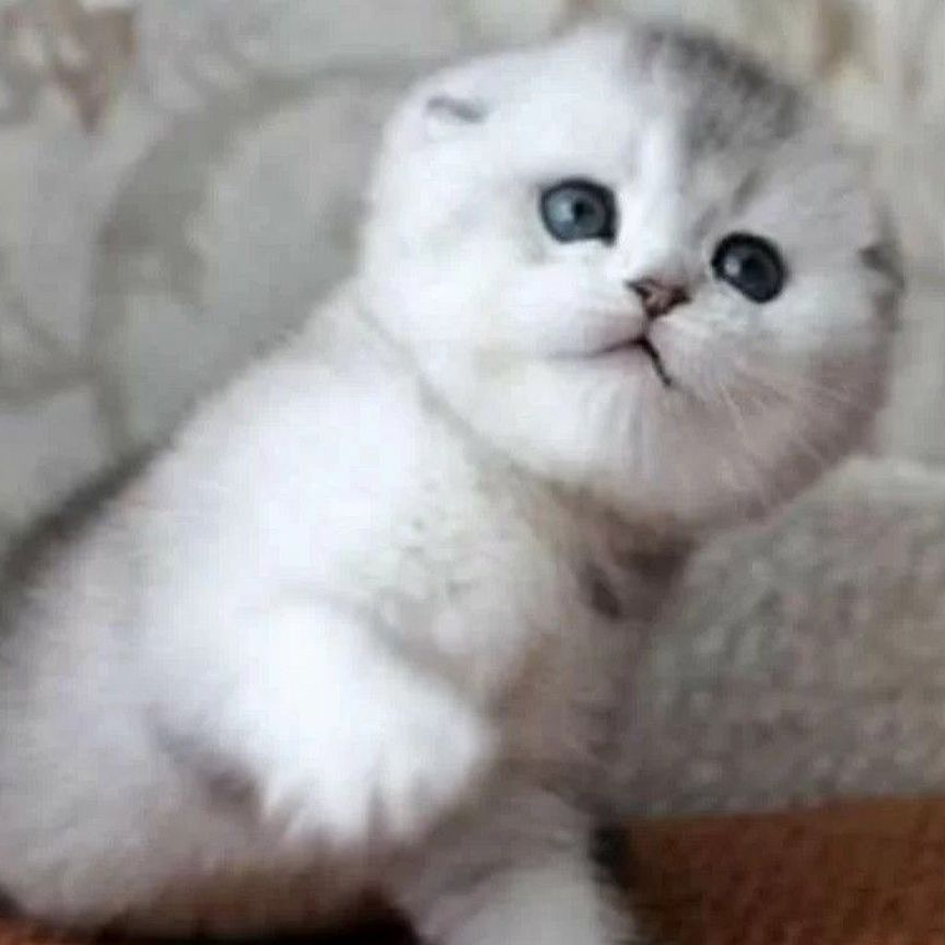 Котята