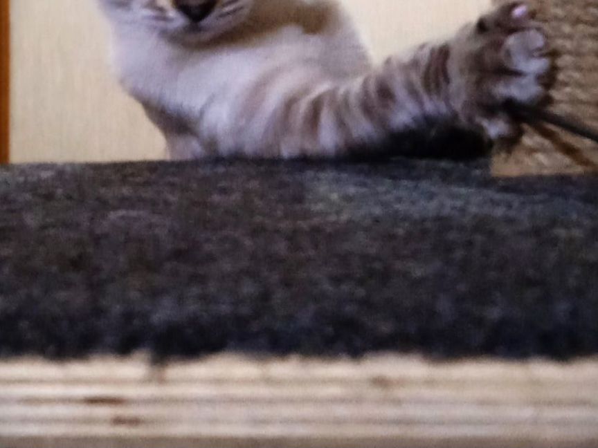 Бенгальские котята с документами