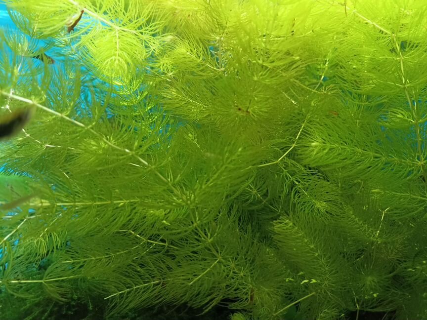 Роголистник