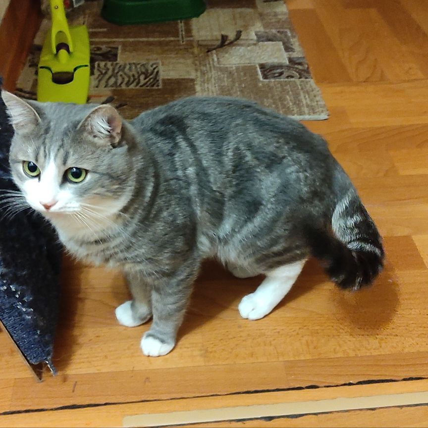Котик в добрые руки