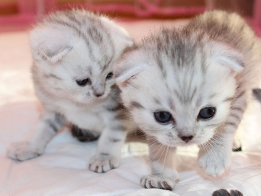 Шотландская